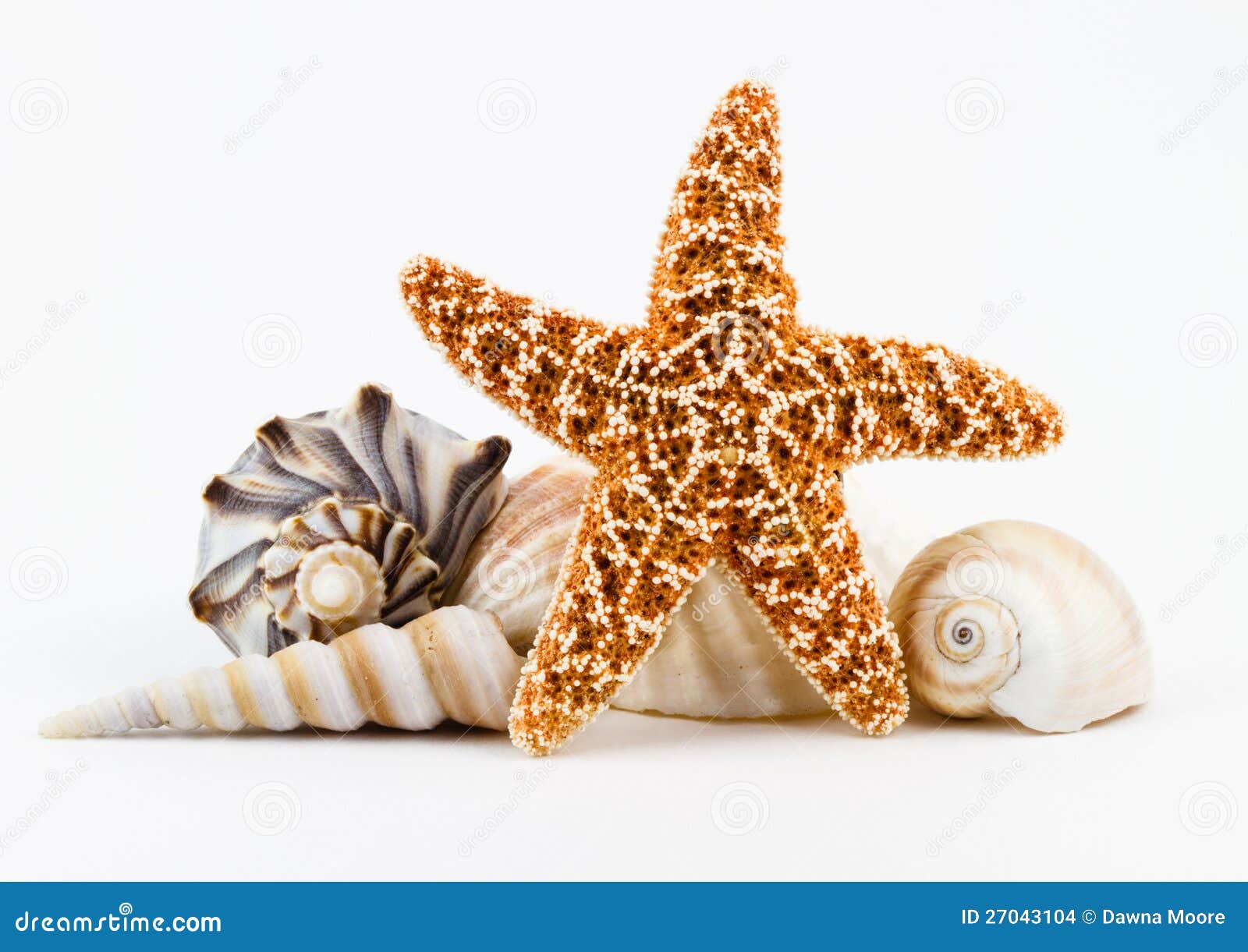 Seashells and a starfish. stock photo. Image of seashells - 27043104