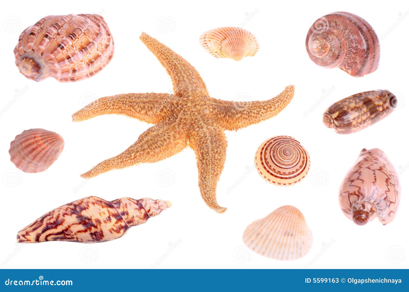 Seashells and starfish stock image. Image of crustacean - 5599163