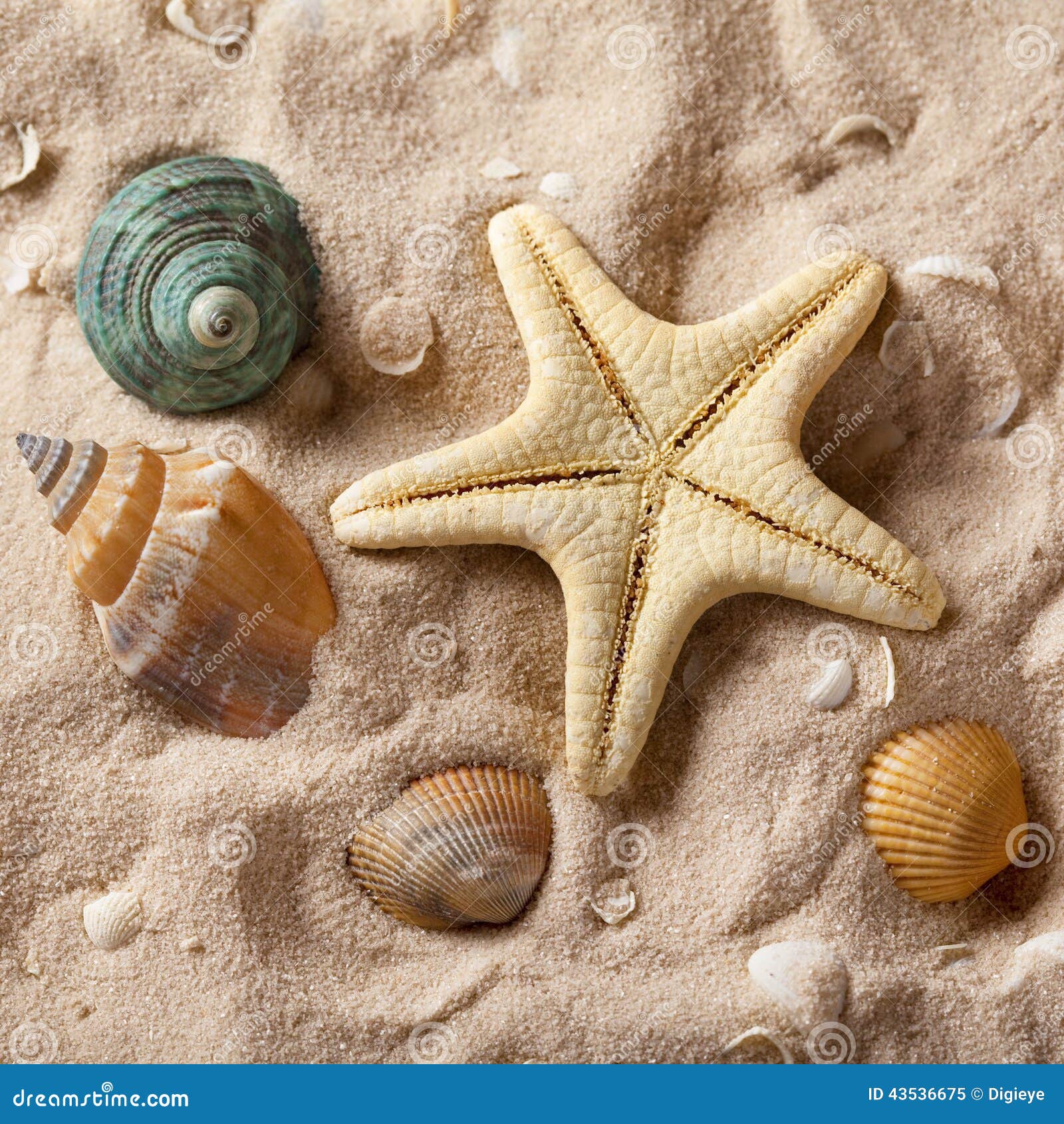 Seashells and Starfish on Beach Stock Image - Image of ocean, relax ...