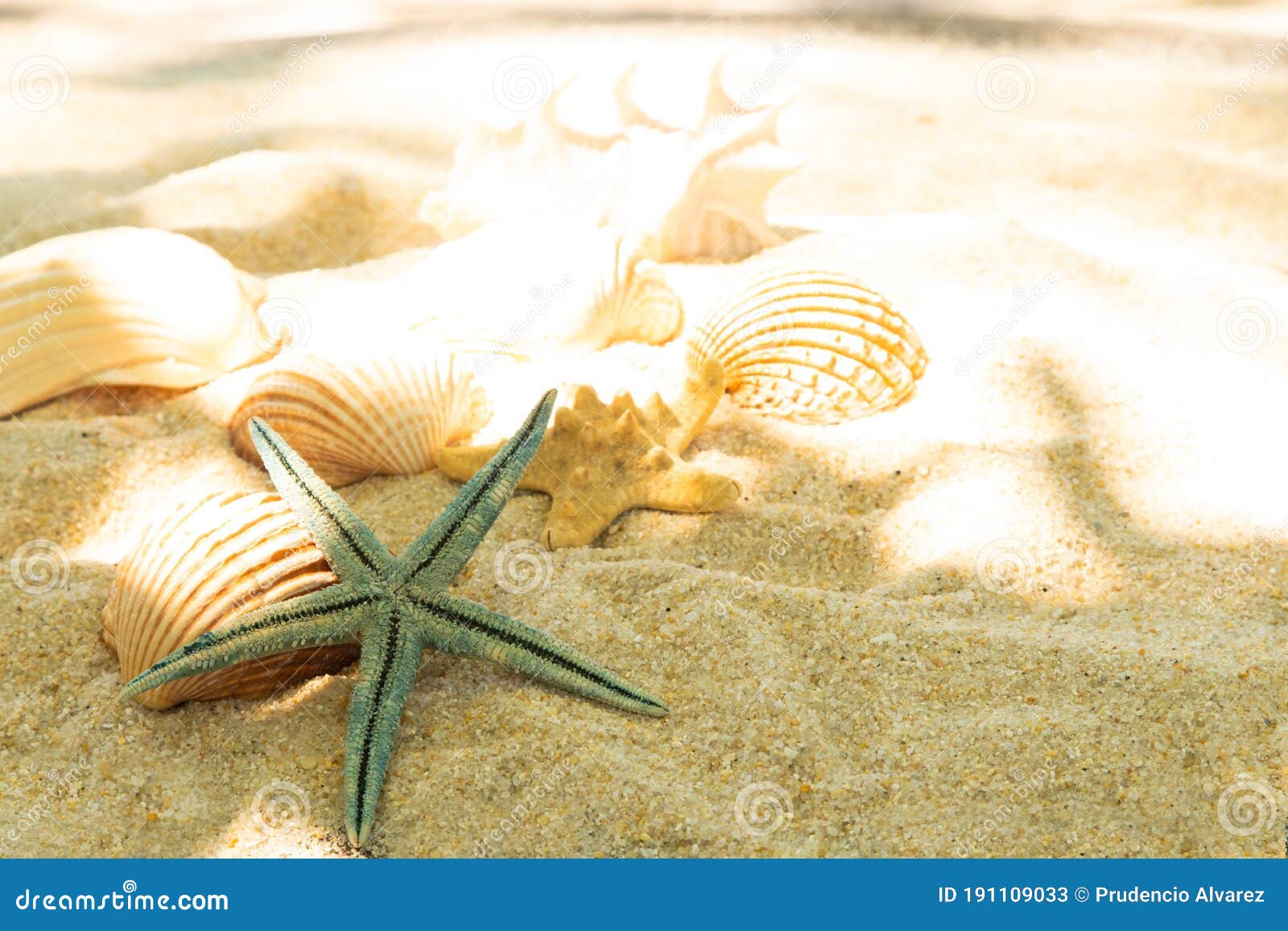 Seashells and Starfish on the Beach Stock Image - Image of holiday ...