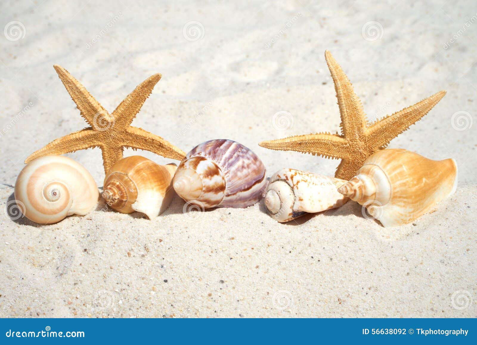 Seashells and Starfish on the Beach Stock Photo - Image of seashell ...
