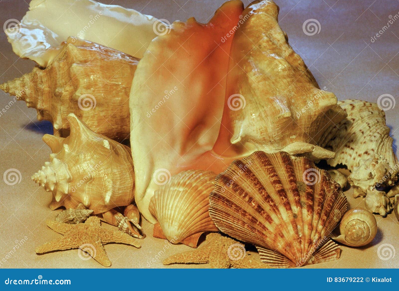 Seashells & Starfish Cluster Stock Photo - Image of sealife, assortment ...