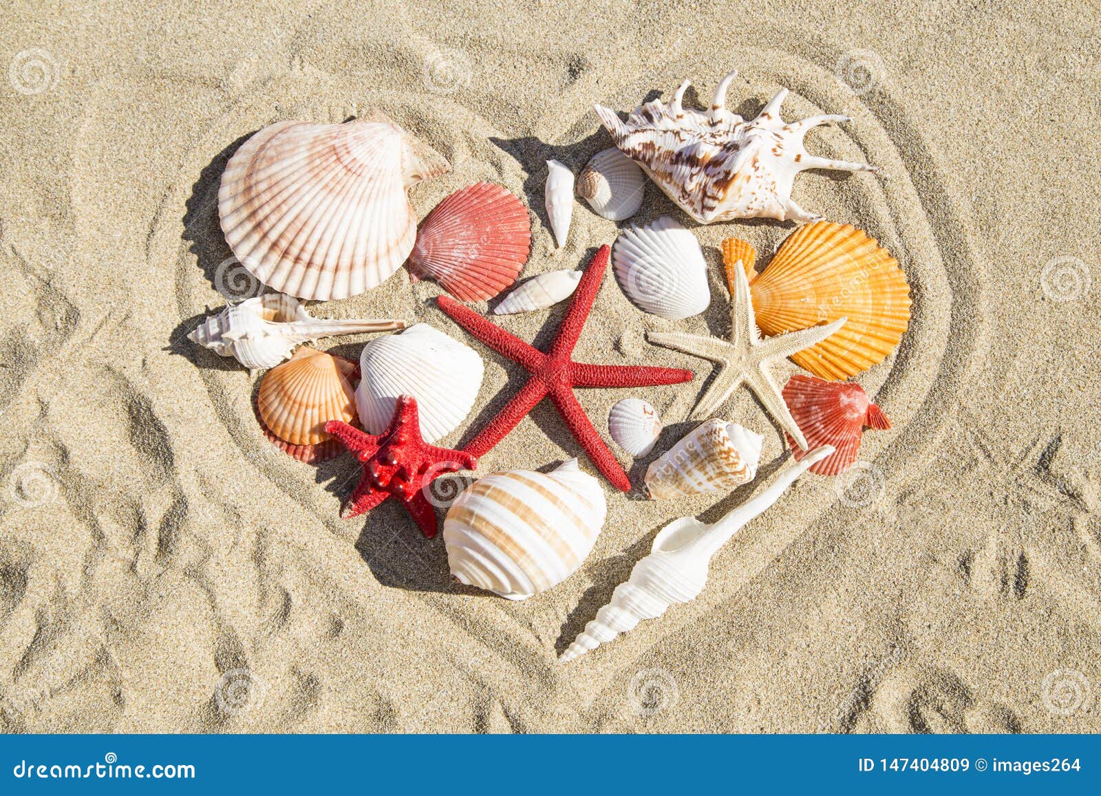 Seashells and starfish stock image. Image of brown, shell - 147404809