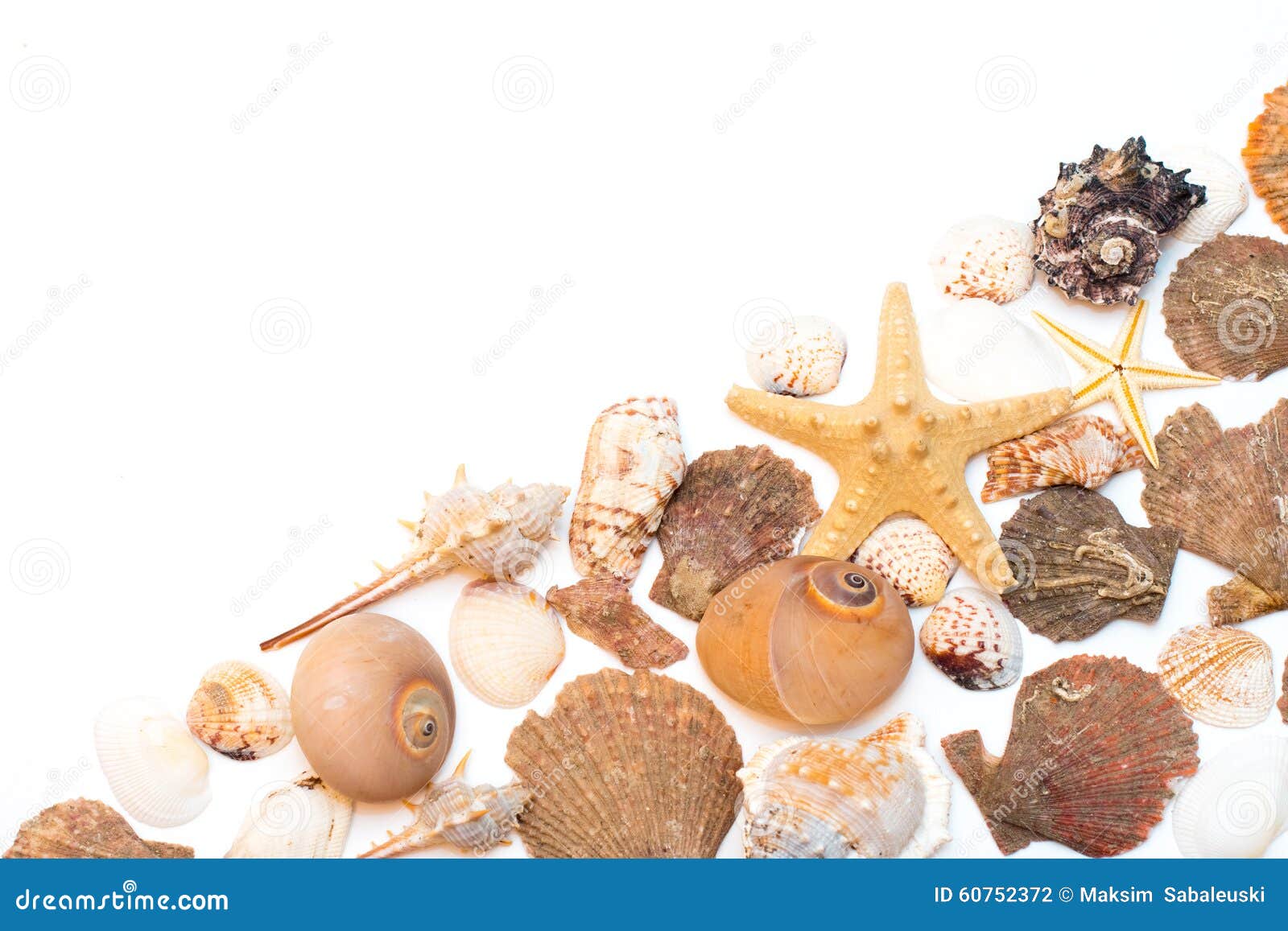 Seashells and Starfish Isolated on White Background Stock Photo - Image ...