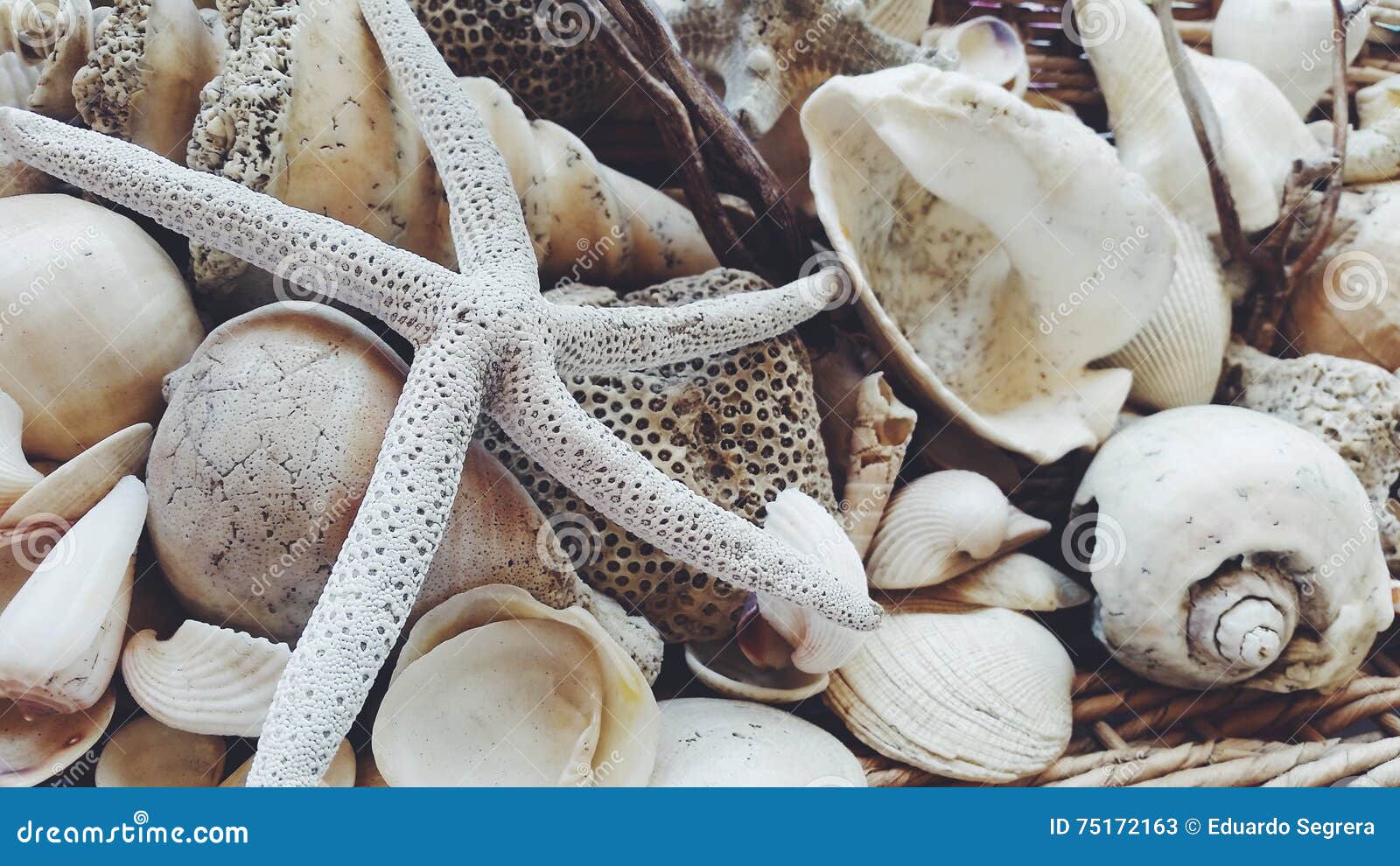 SeaShells and StarFish stock image. Image of starfish - 75172163