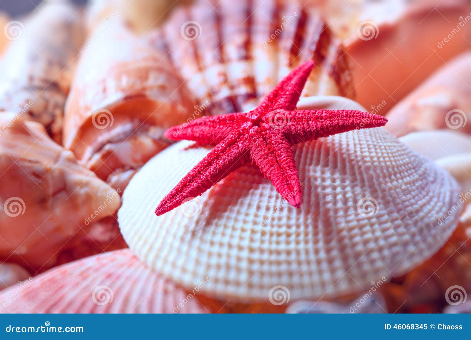 Seashells and starfish stock image. Image of marine, still - 46068345