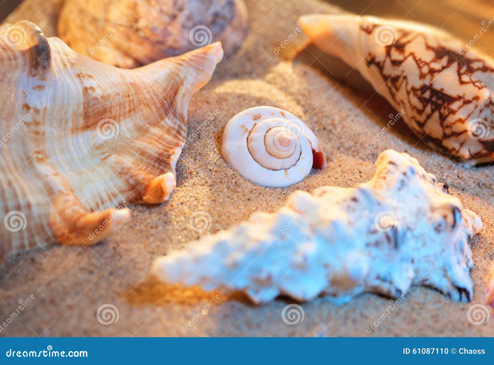 Seashells still life stock photo. Image of marine, closeup - 61087110