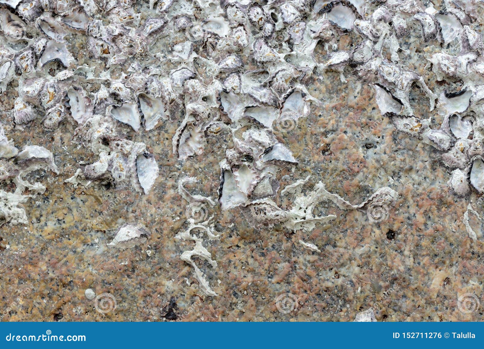 Seashells in Stone. Abstract Natural Background Stock Photo - Image of ...