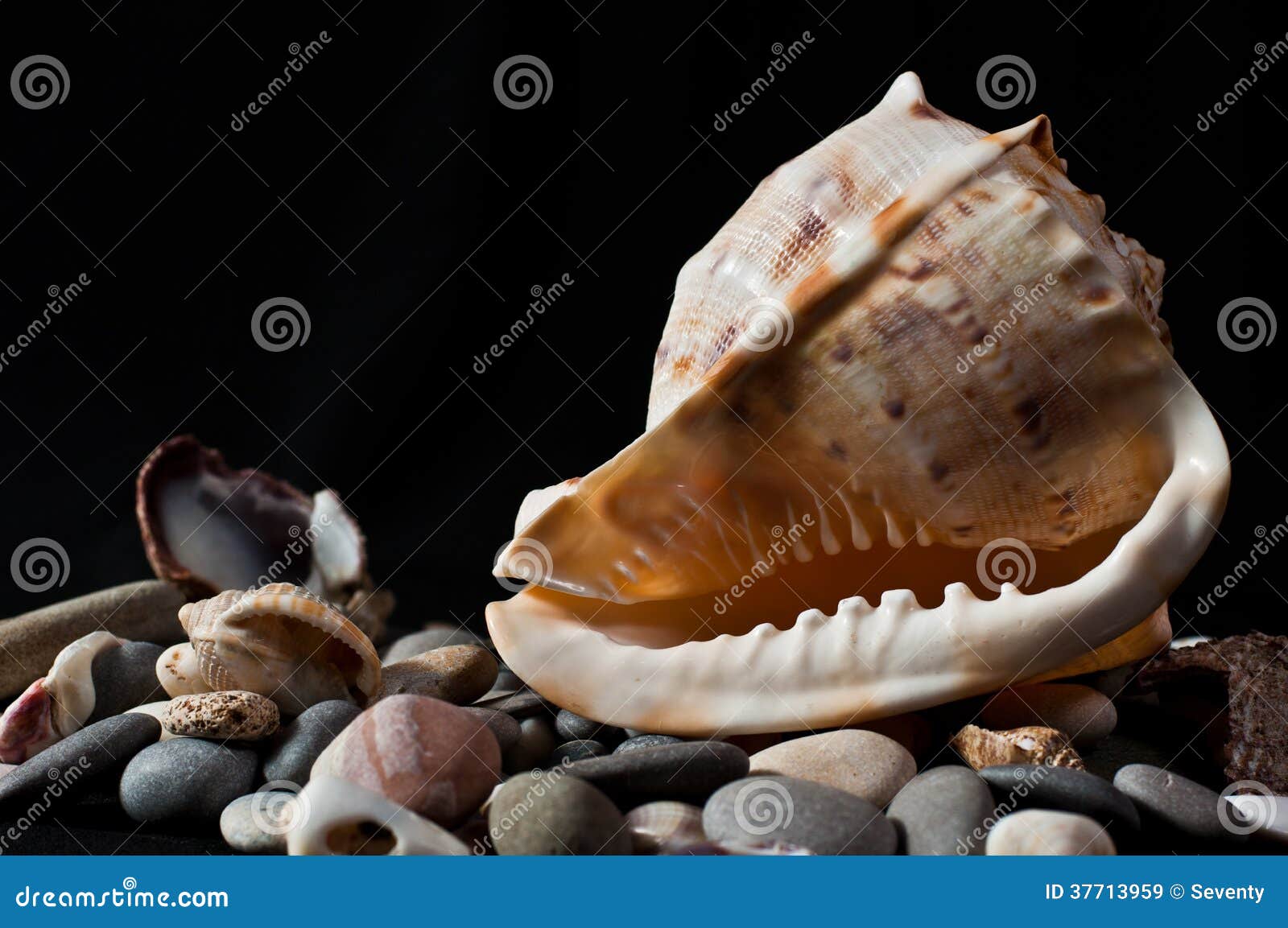 Seashells, Stones from the Sea Stock Image - Image of background ...