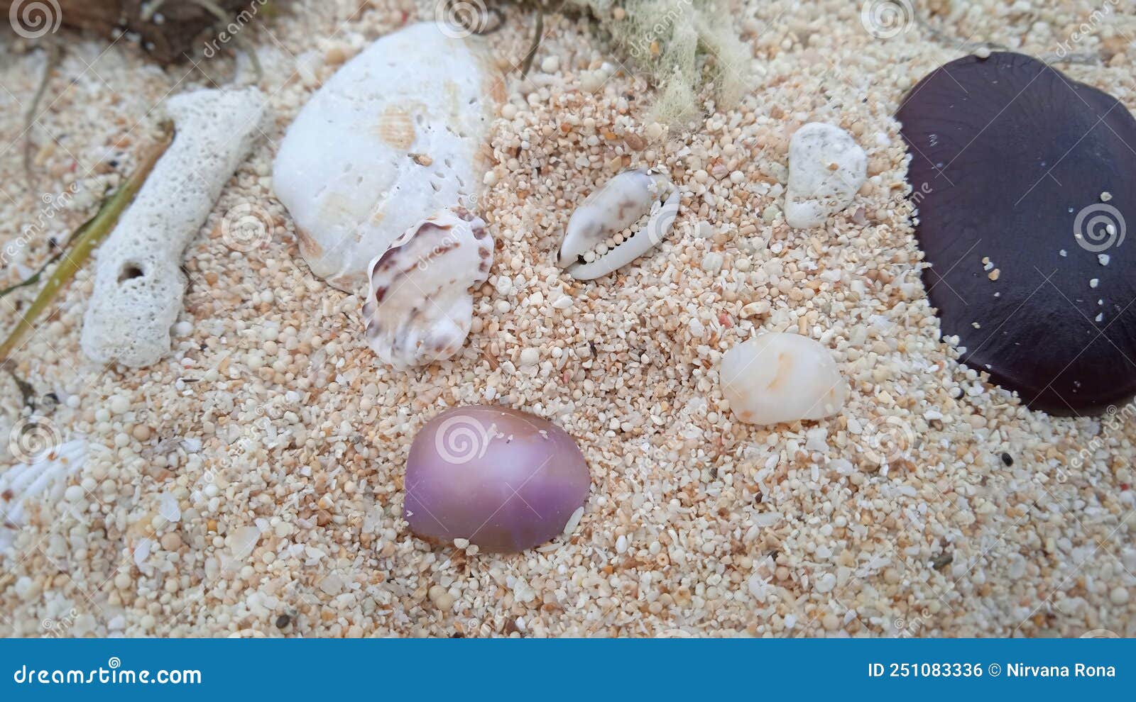 Seashells Stranded between the Rocks and White Sand Stock Photo - Image ...