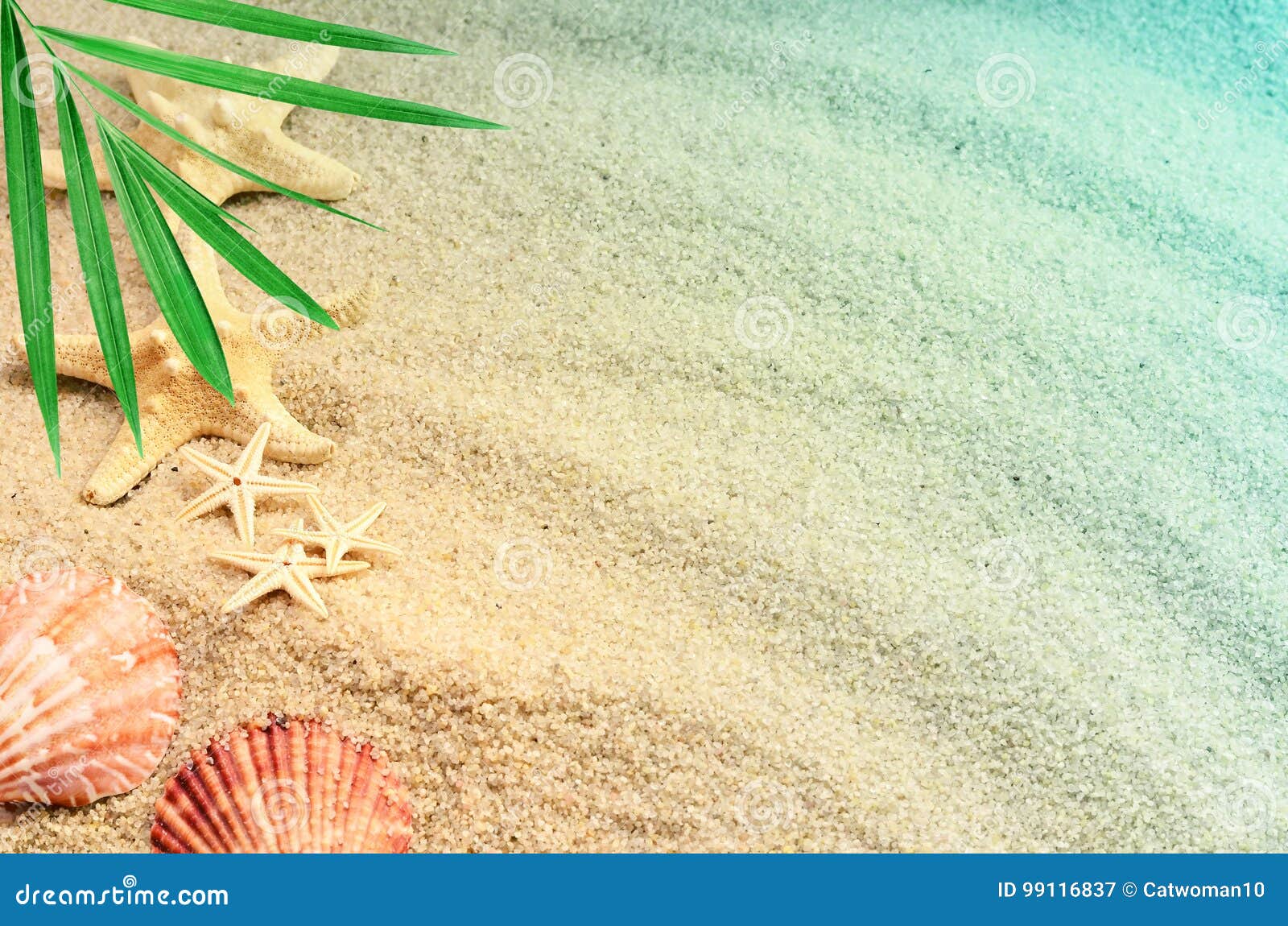 Seashells on the Summer Beach with Sand Stock Image - Image of summer ...