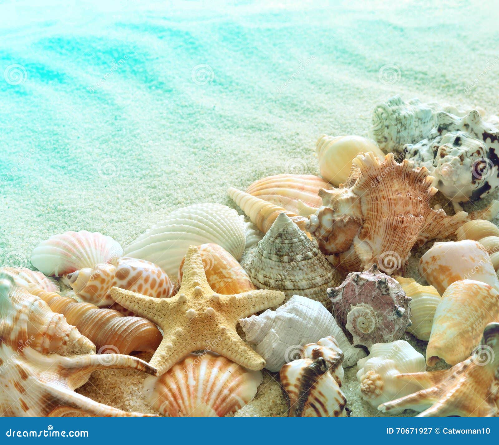 Seashells on the Summer Beach with Sand Stock Image - Image of ...