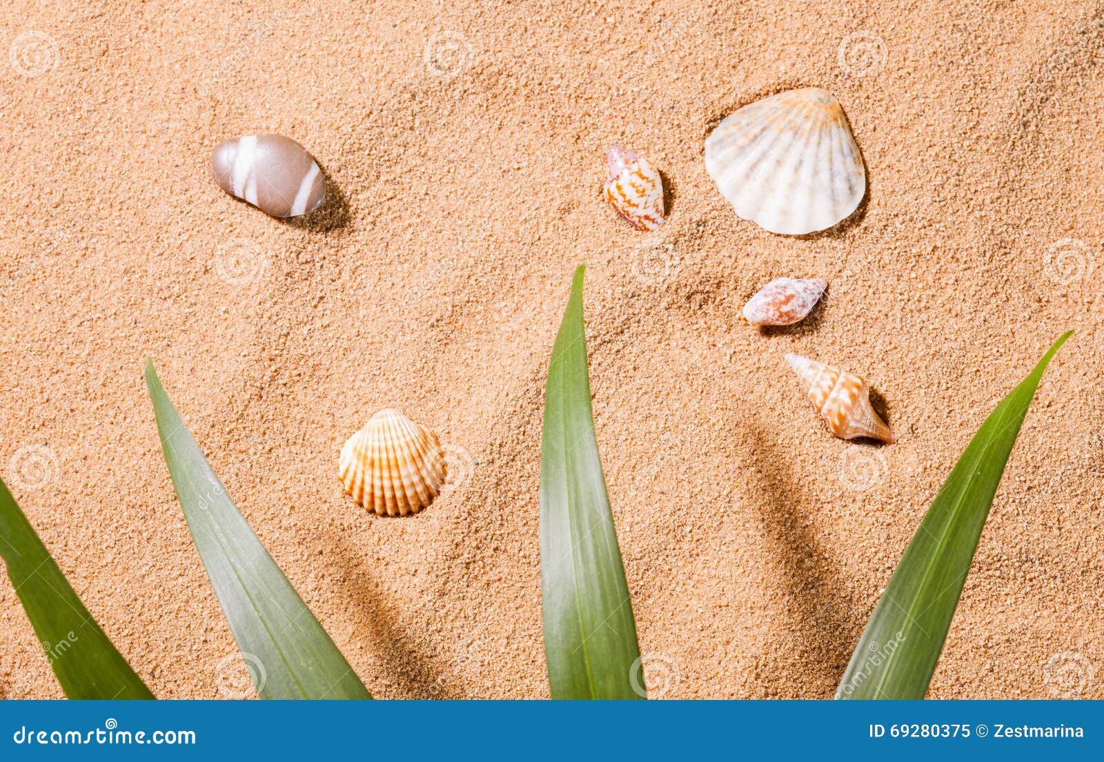 Seashells on the Sunny Beach Stock Image - Image of life, coast: 69280375