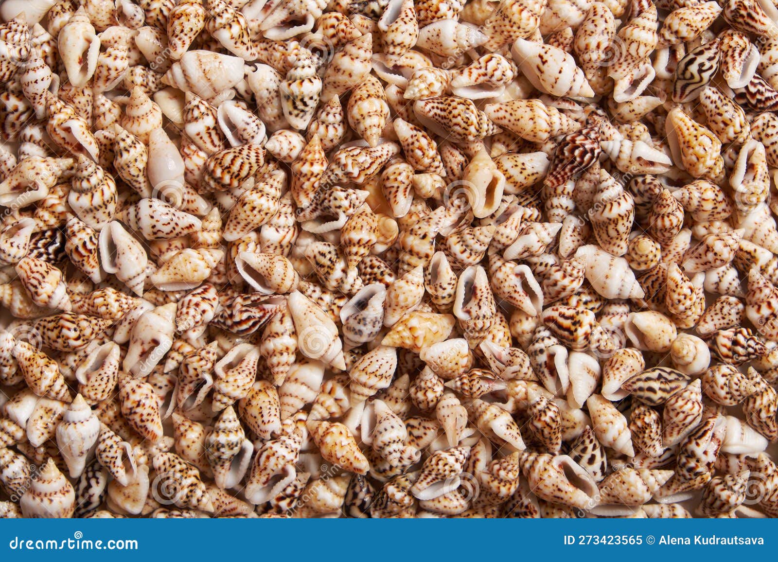 Seashells Texture Background Stock Image - Image of seashell, holiday ...