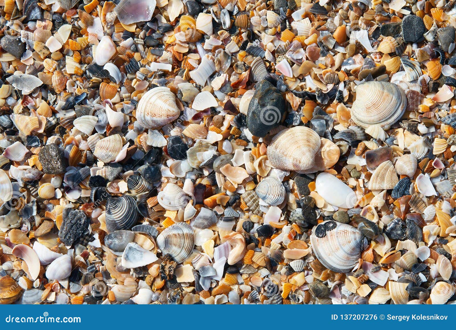 Seashells Texture. Natural Background Stock Photo - Image of colorful ...