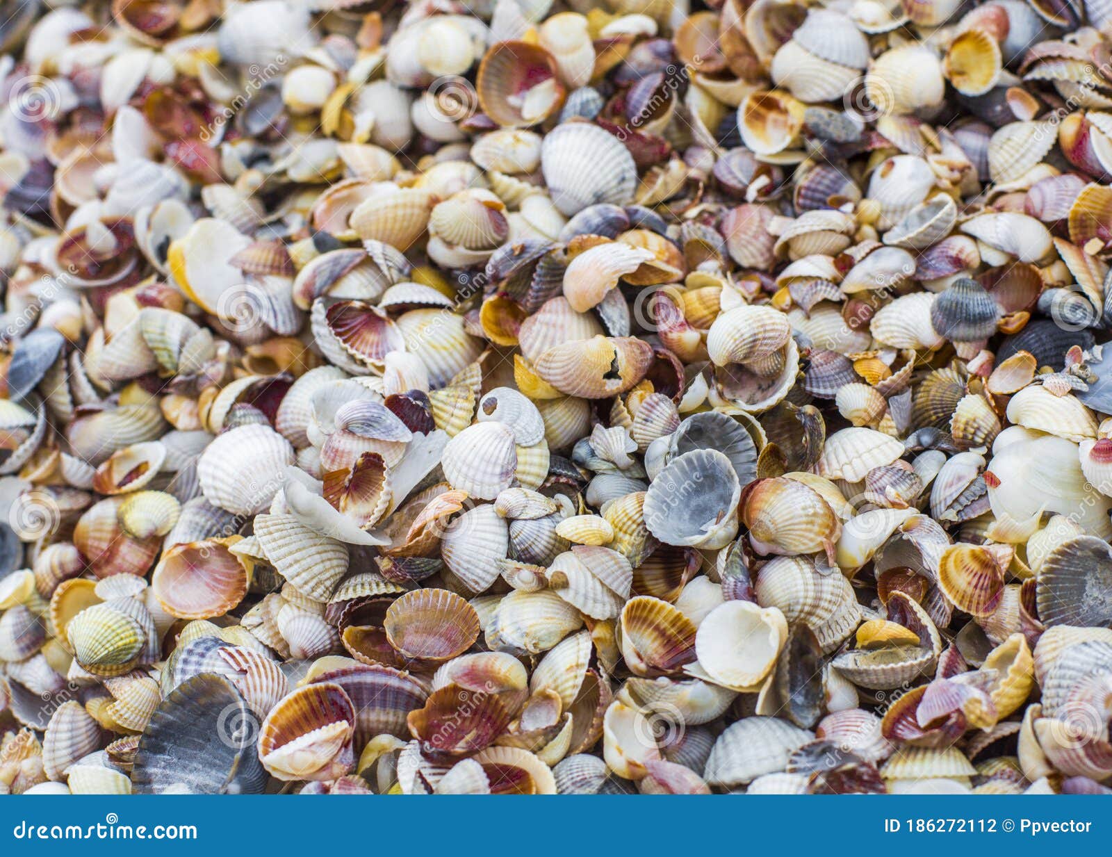 Seashells Texture, Pattern Wallpaper Stock Photo - Image of closeup ...