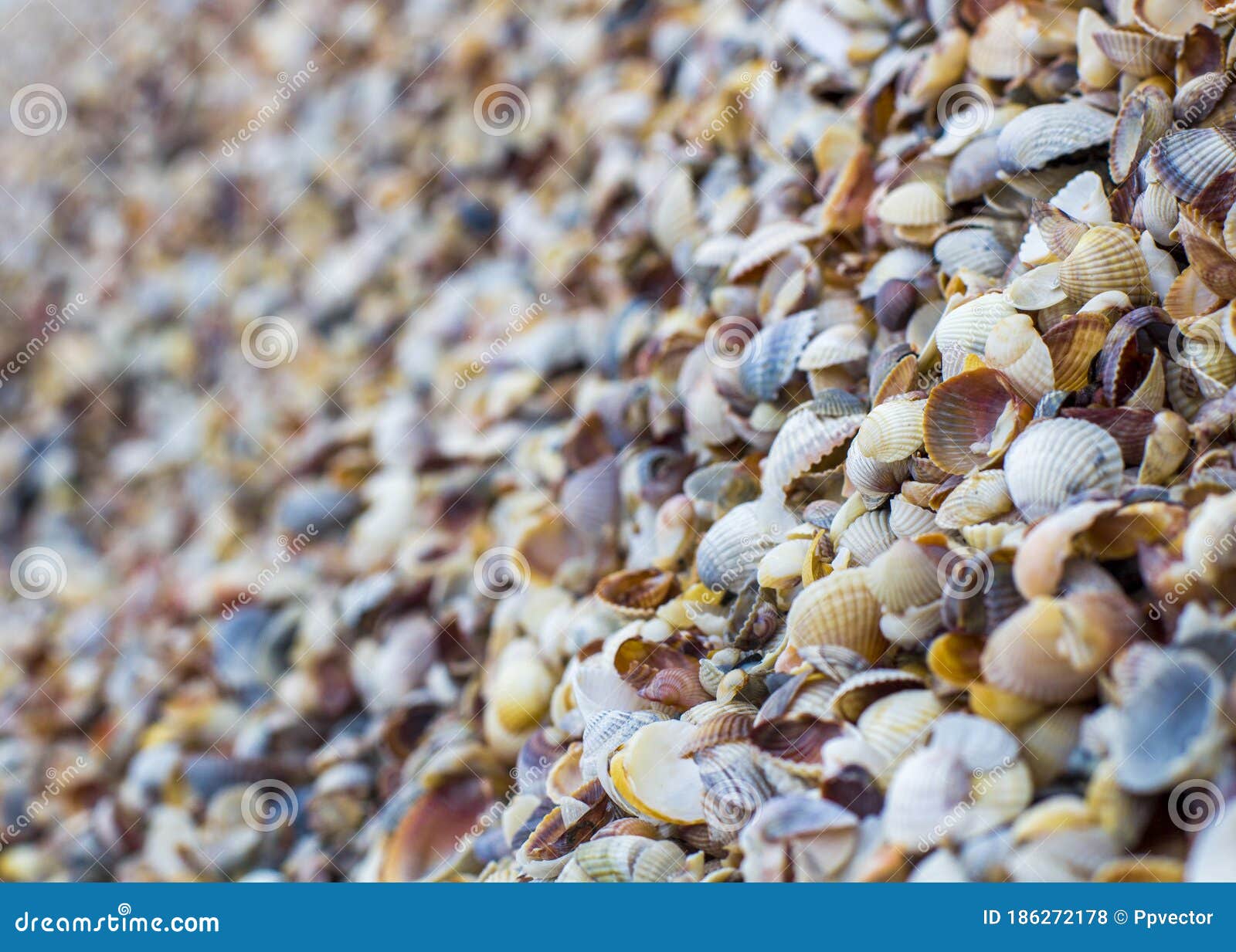 Seashells Texture, Pattern Wallpaper Stock Photo - Image of background ...