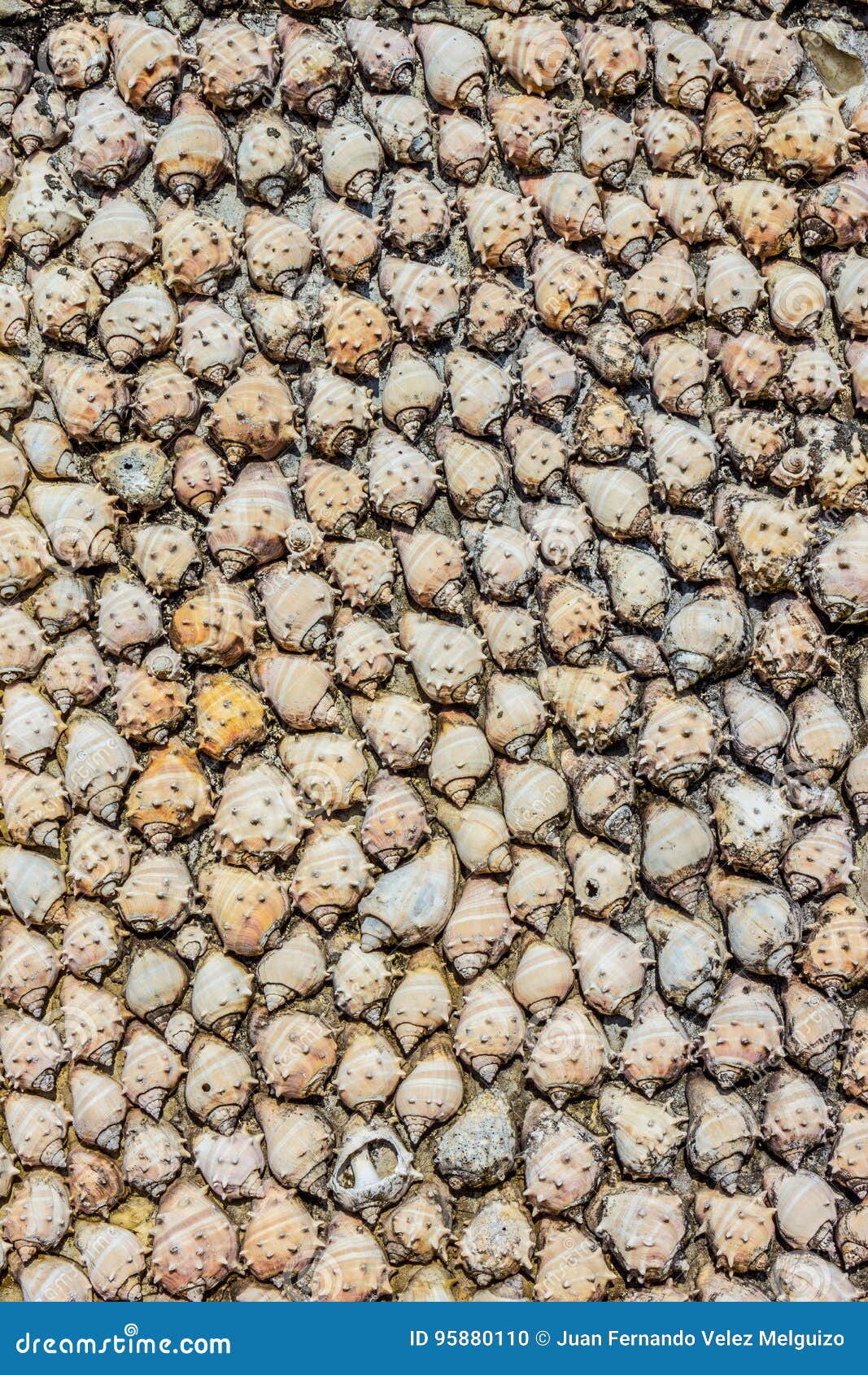 Seashells Texture Wall stock photo. Image of snail, death - 95880110