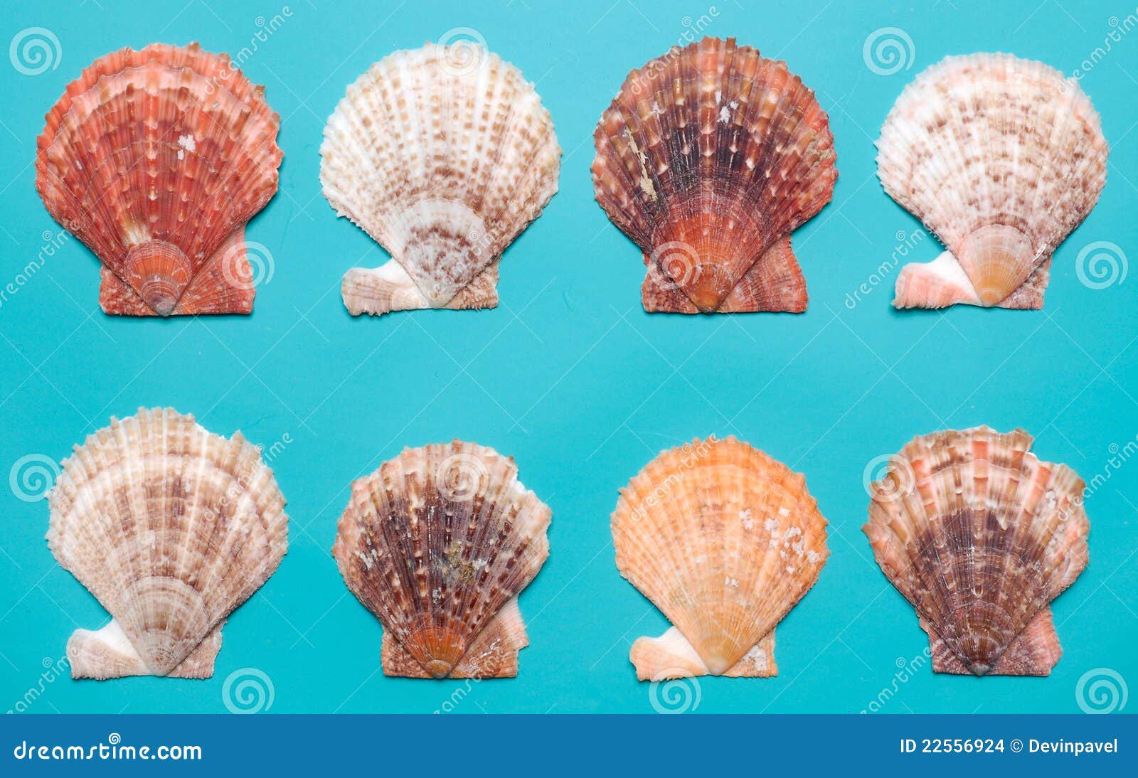 Seashells on Turquoise Background Stock Photo - Image of riff, solid ...