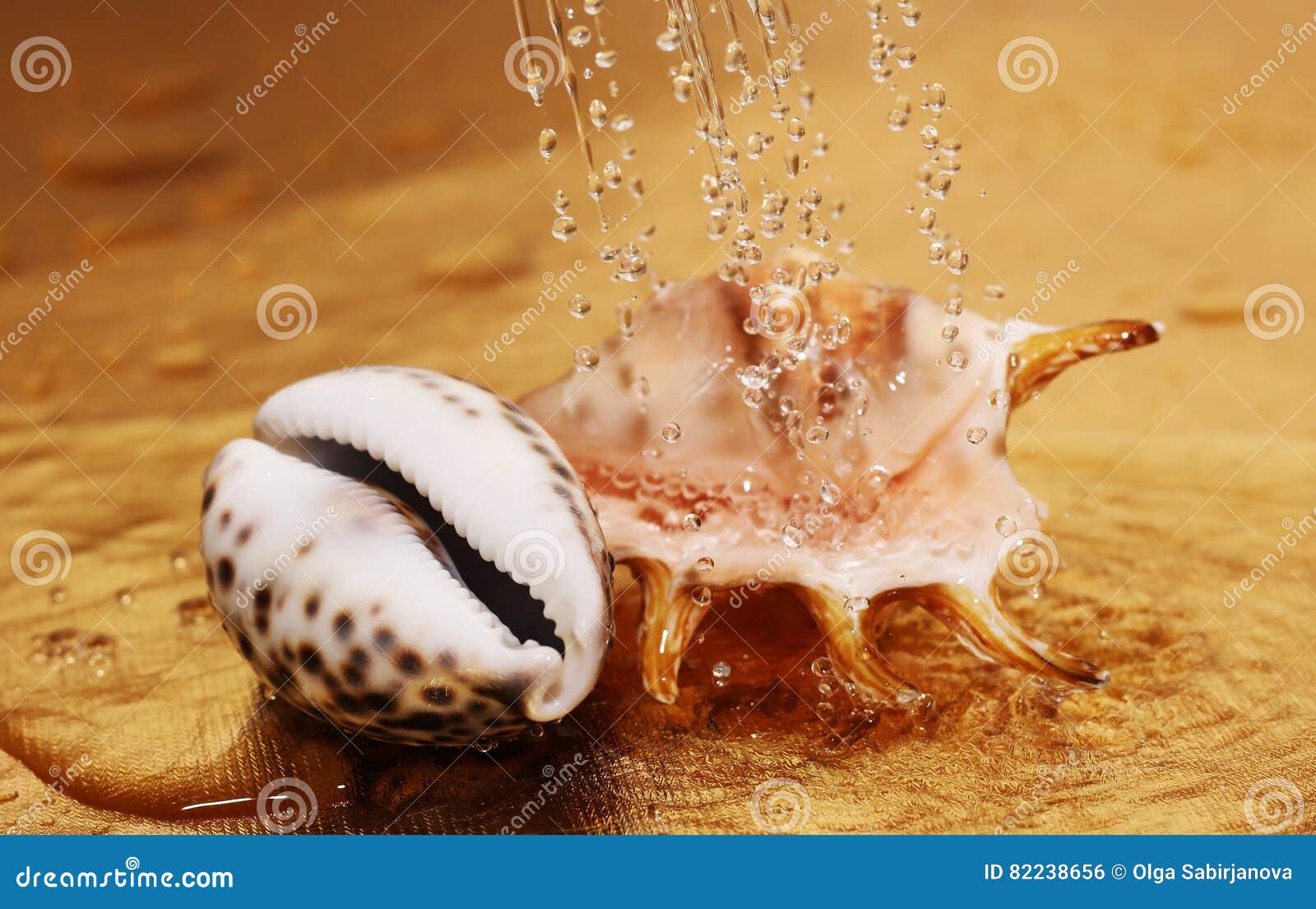 Seashells Under Water, Black and White Stock Photo - Image of ...