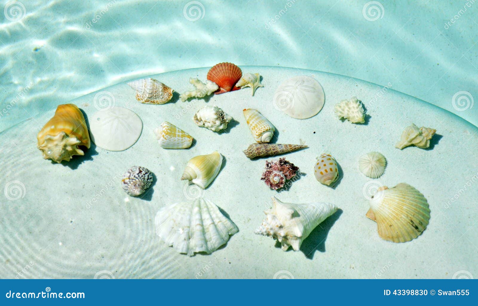 Seashells under water. stock photo. Image of seafood - 43398830