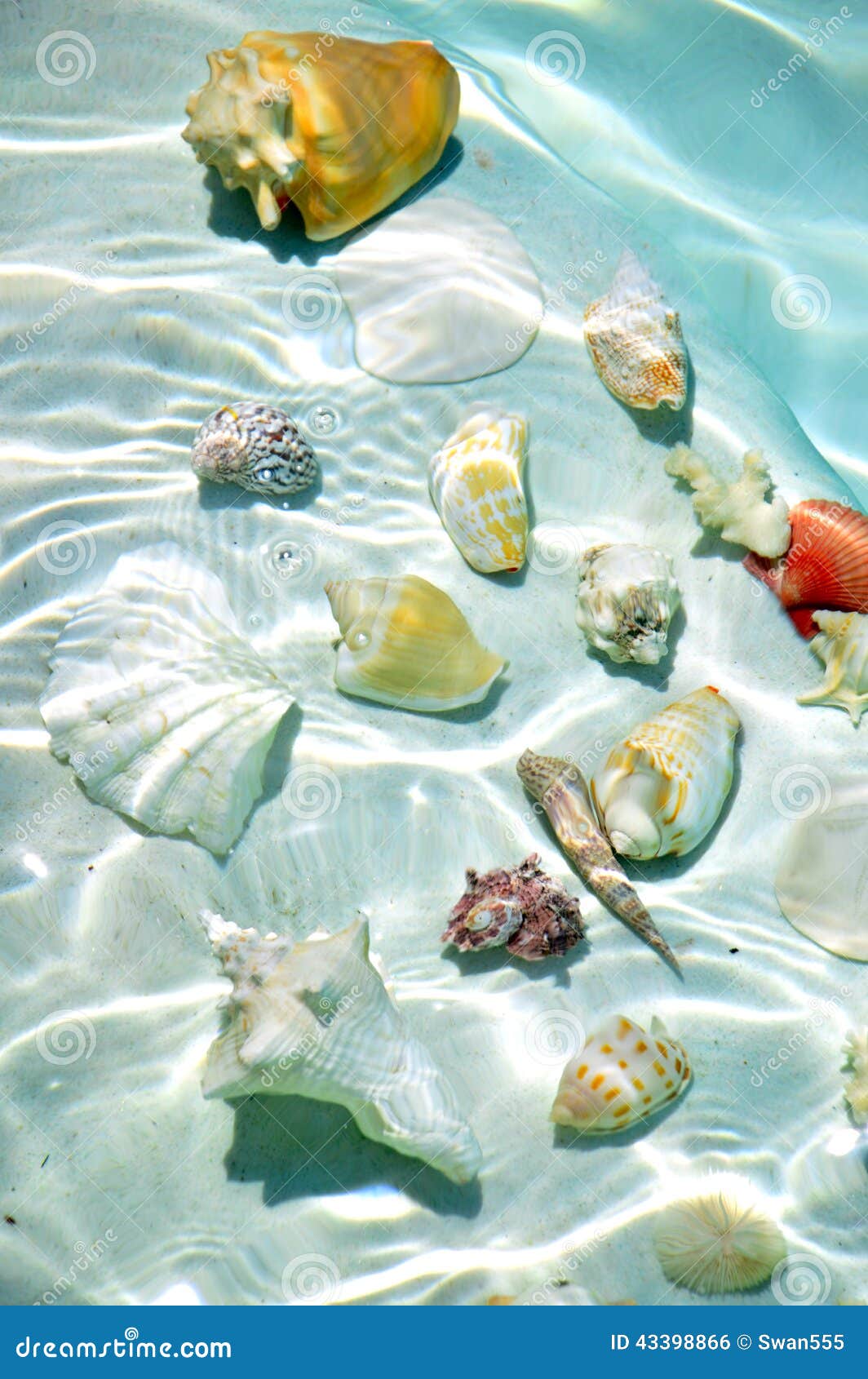 Seashells under water. stock photo. Image of animal, ocean - 43398866