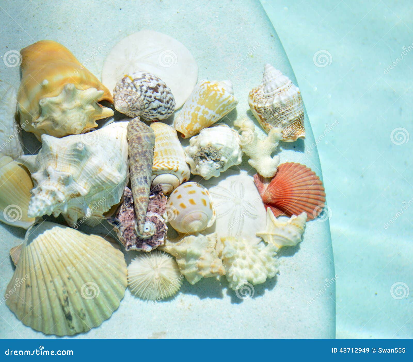 Seashells under water. stock image. Image of shape, underwater - 43712949