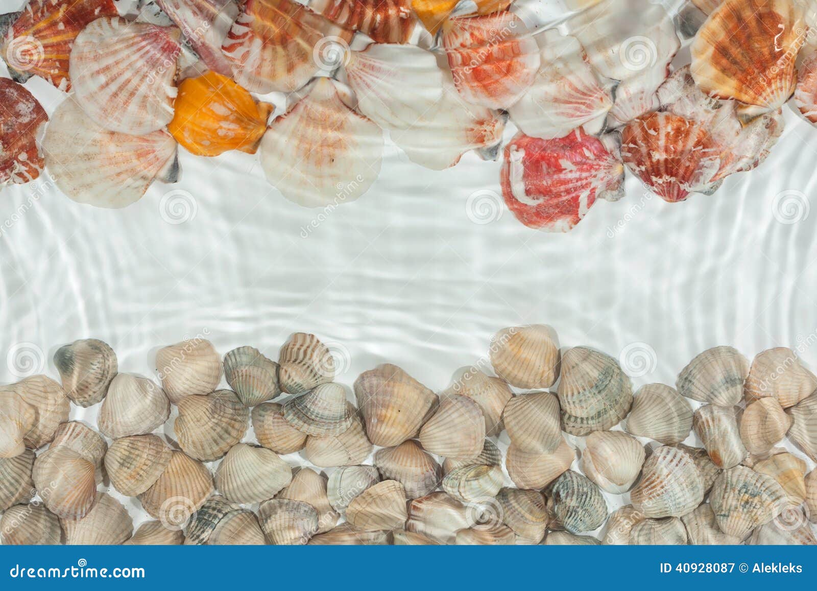 Seashells under water stock image. Image of wave, nature - 40928087