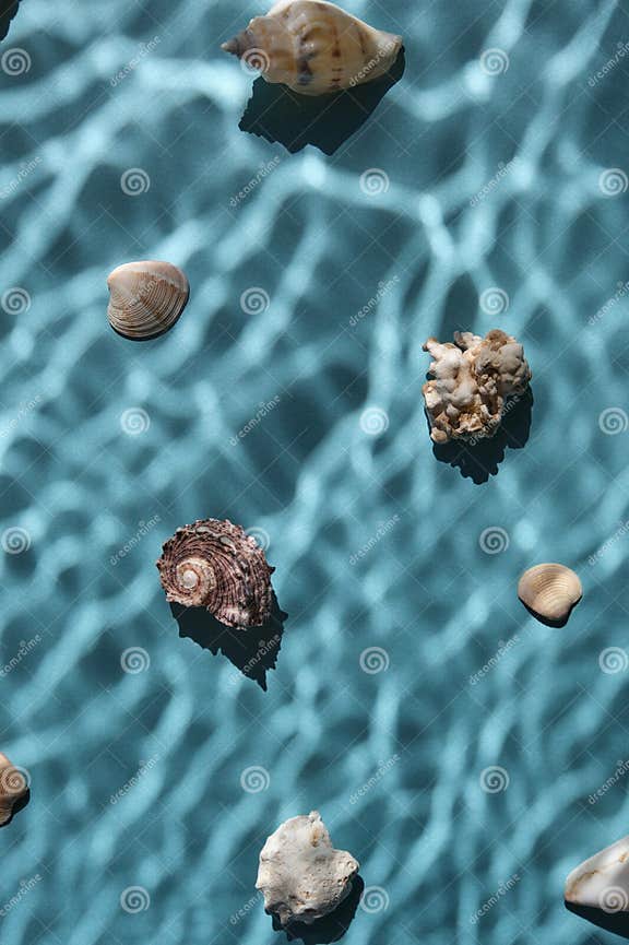 Seashells with Underwater Shadows on the Blue Background Stock Photo ...