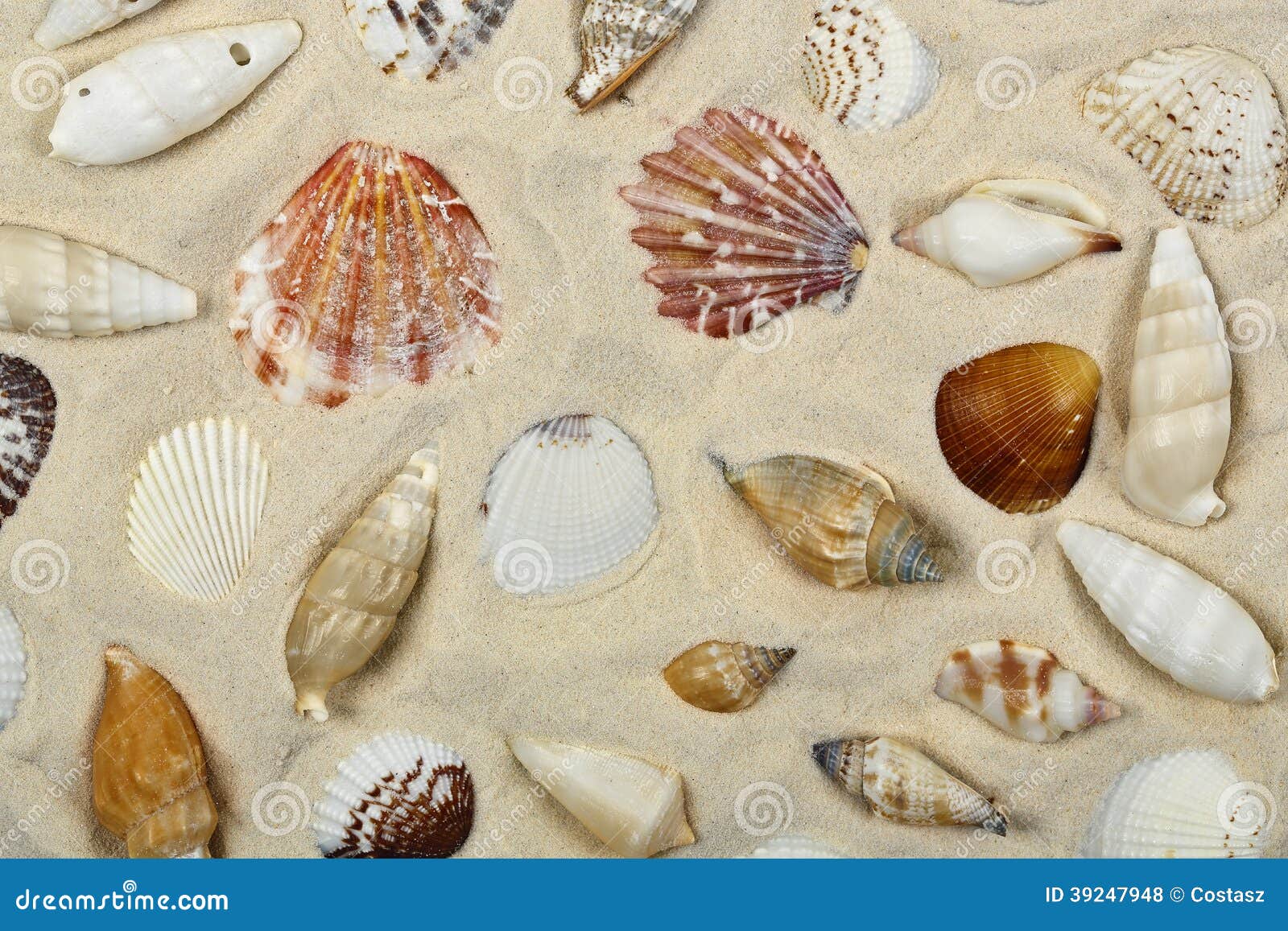 Seashells stock photo. Image of variety, stilllife, natural - 39247948