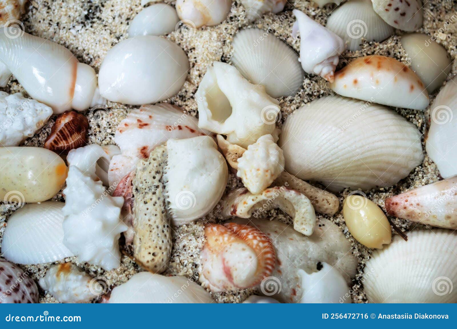 Seashells of Various Shapes Close-up Stock Photo - Image of nautical ...