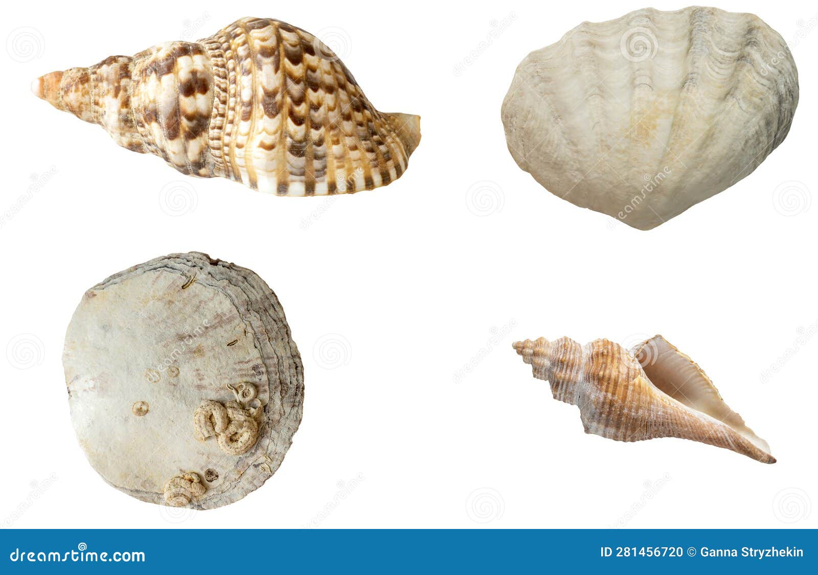 Seashells of Various Shapes and Sizes. Isolate on White Stock Photo ...