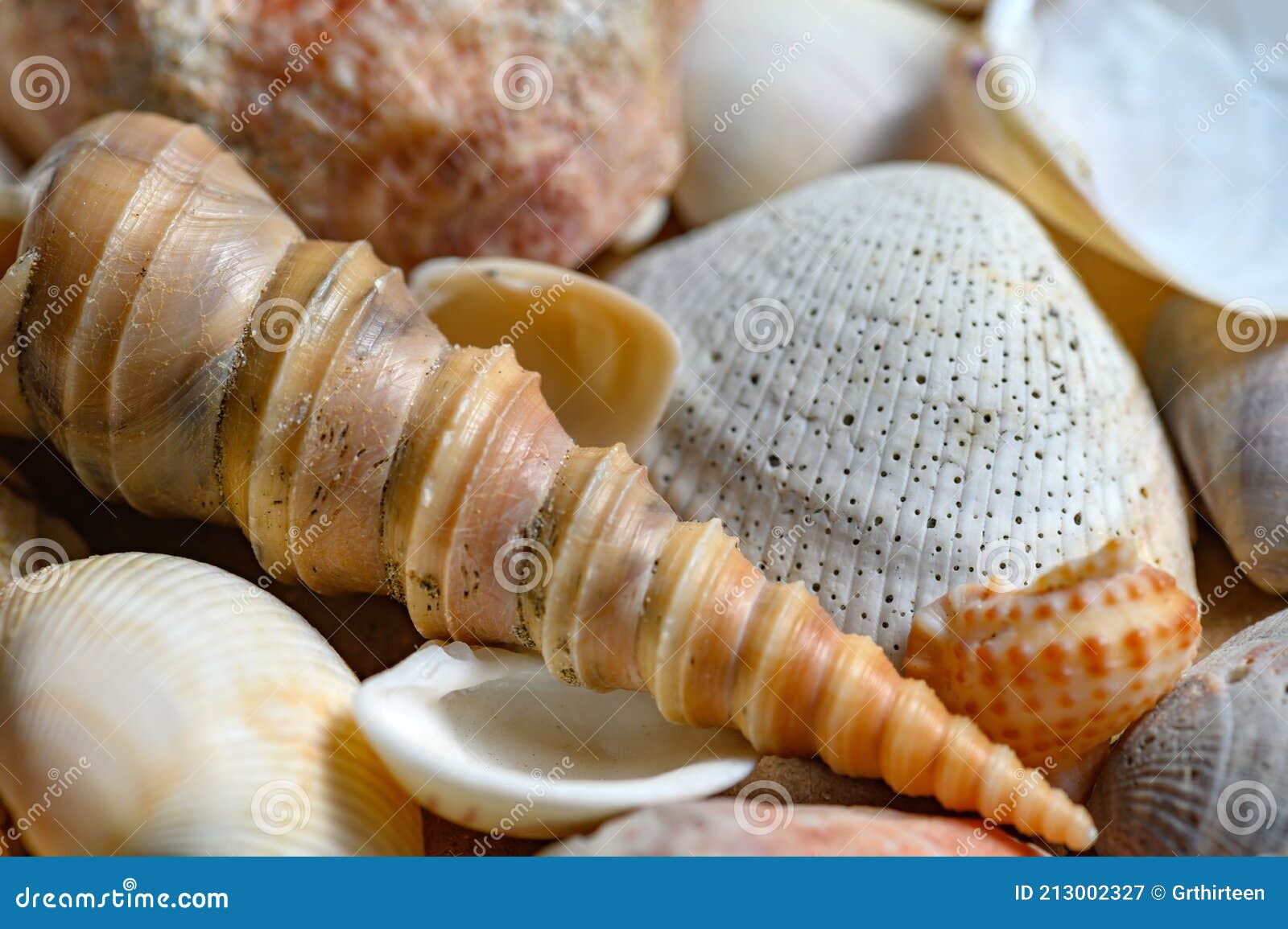 Seashells of Various Shapes and Types. Background. Stock Image - Image ...