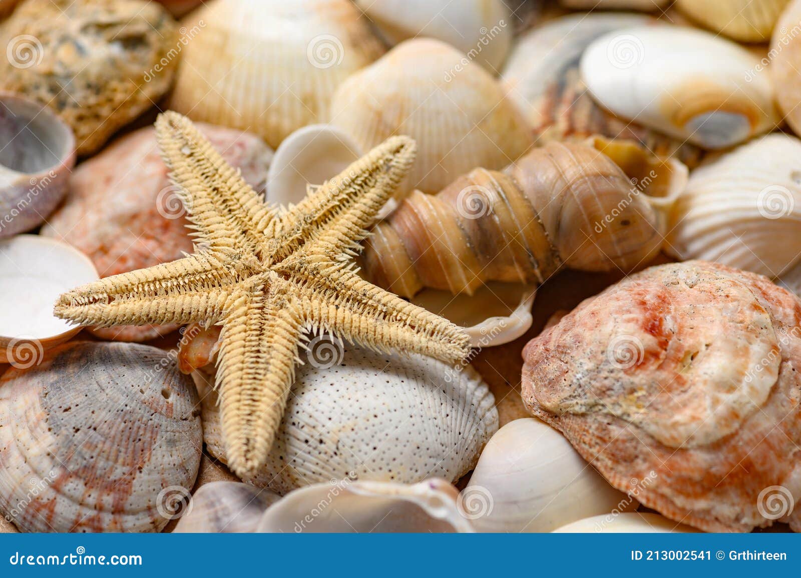 Seashells of Various Shapes and Types. Background. Stock Image - Image ...