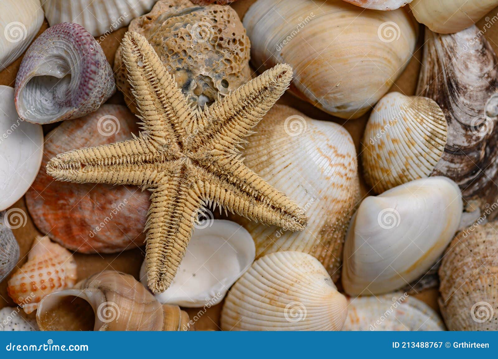Seashells of Various Shapes and Types. Background Stock Image - Image ...