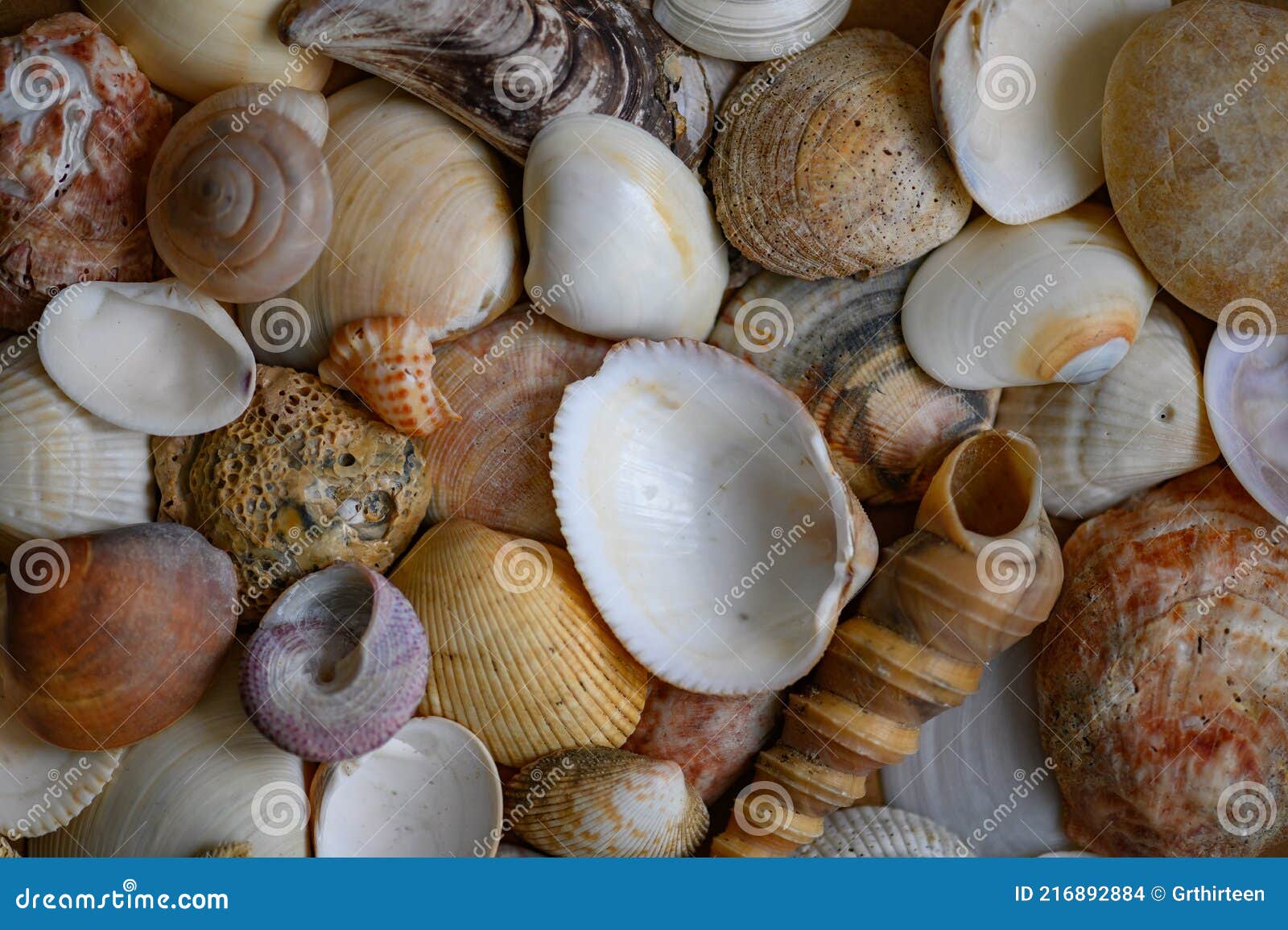 Seashells of Various Shapes and Types. Background Stock Photo - Image ...
