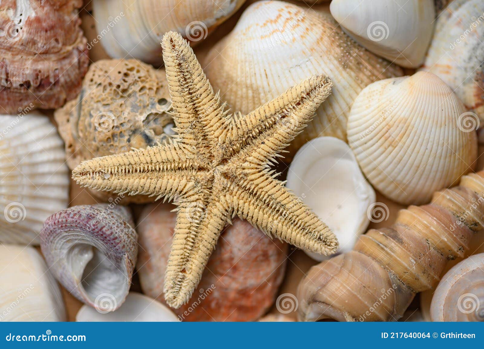 Seashells of Various Shapes and Types. Background Stock Photo - Image ...
