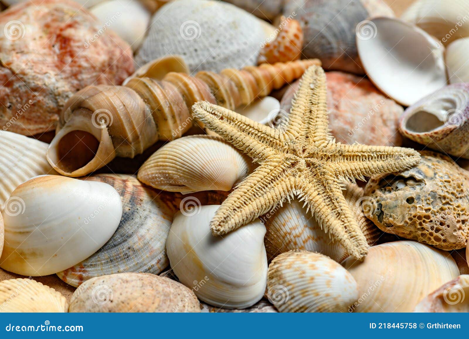 Seashells of Various Shapes and Types. Background Stock Photo - Image ...