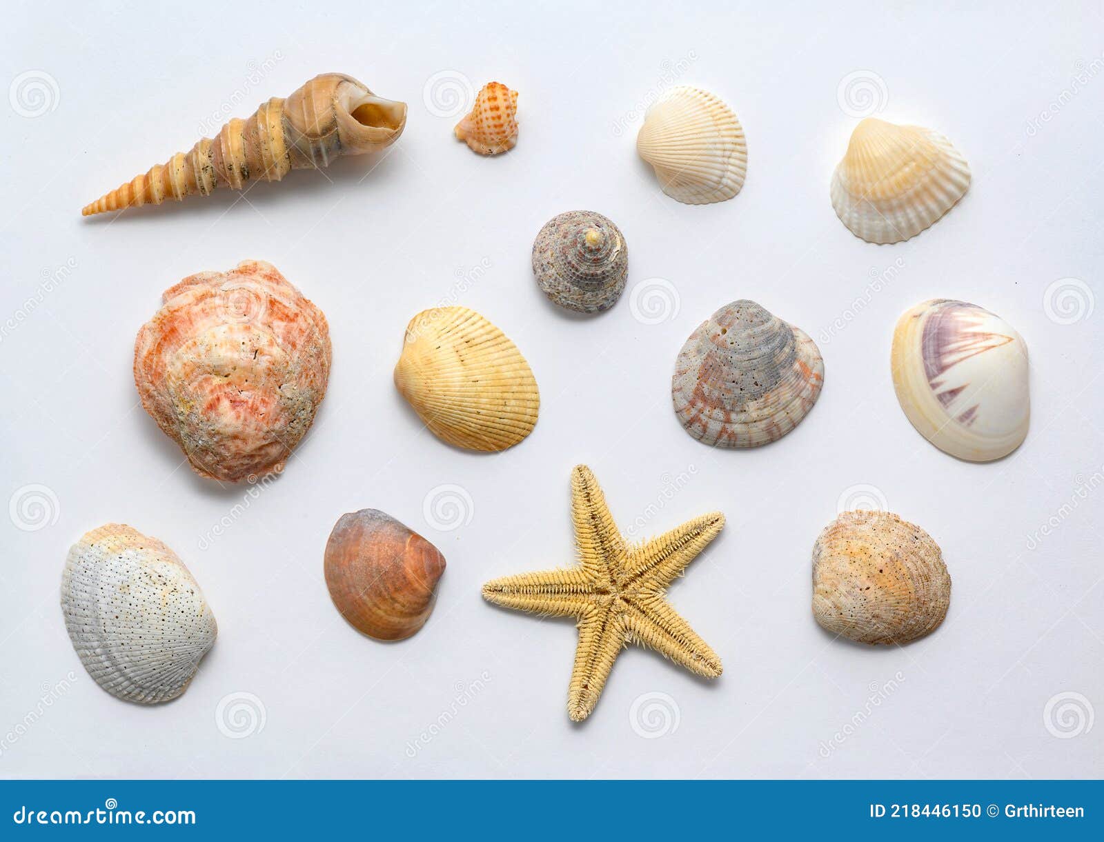 Seashells of Various Shapes and Types. Background Stock Photo - Image ...