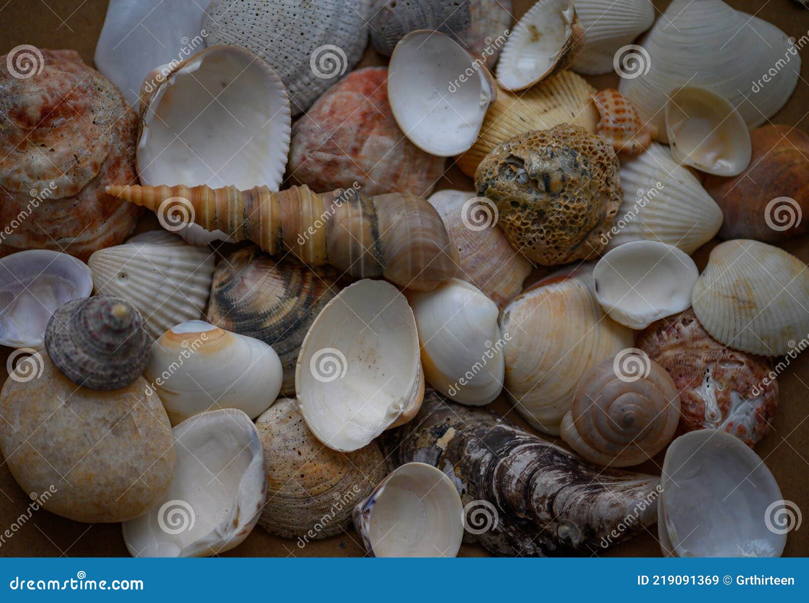 Seashells of Various Shapes and Types. Background Stock Image - Image ...
