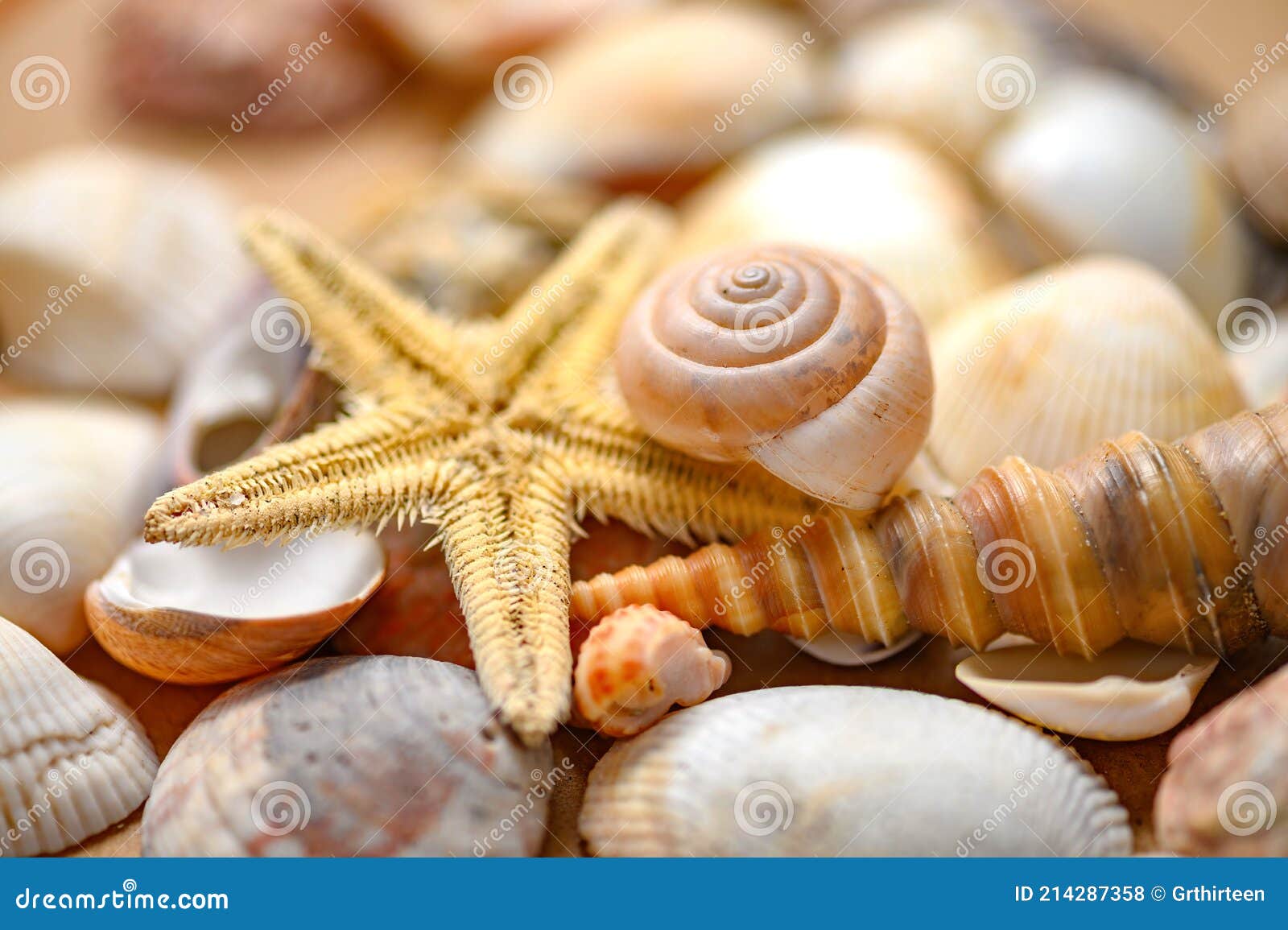Seashells of Various Shapes and Types. Background Stock Photo - Image ...