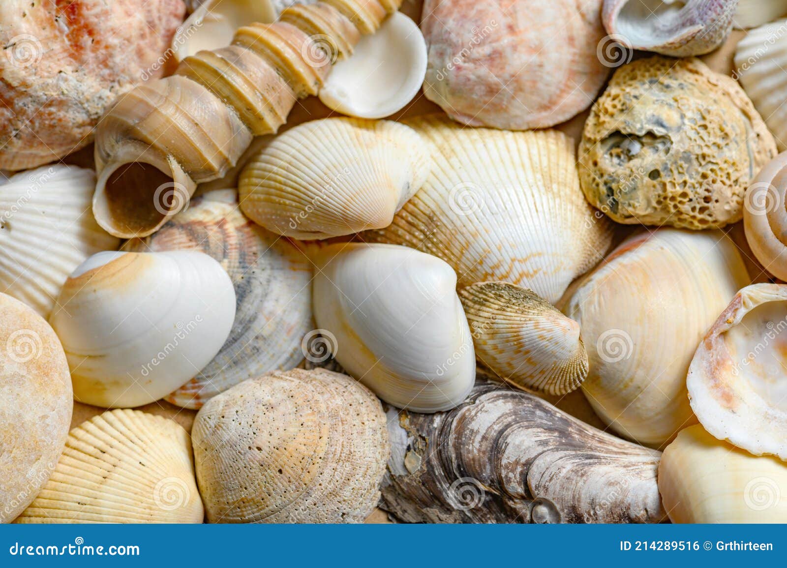 Seashells of Various Shapes and Types. Background Stock Photo - Image ...