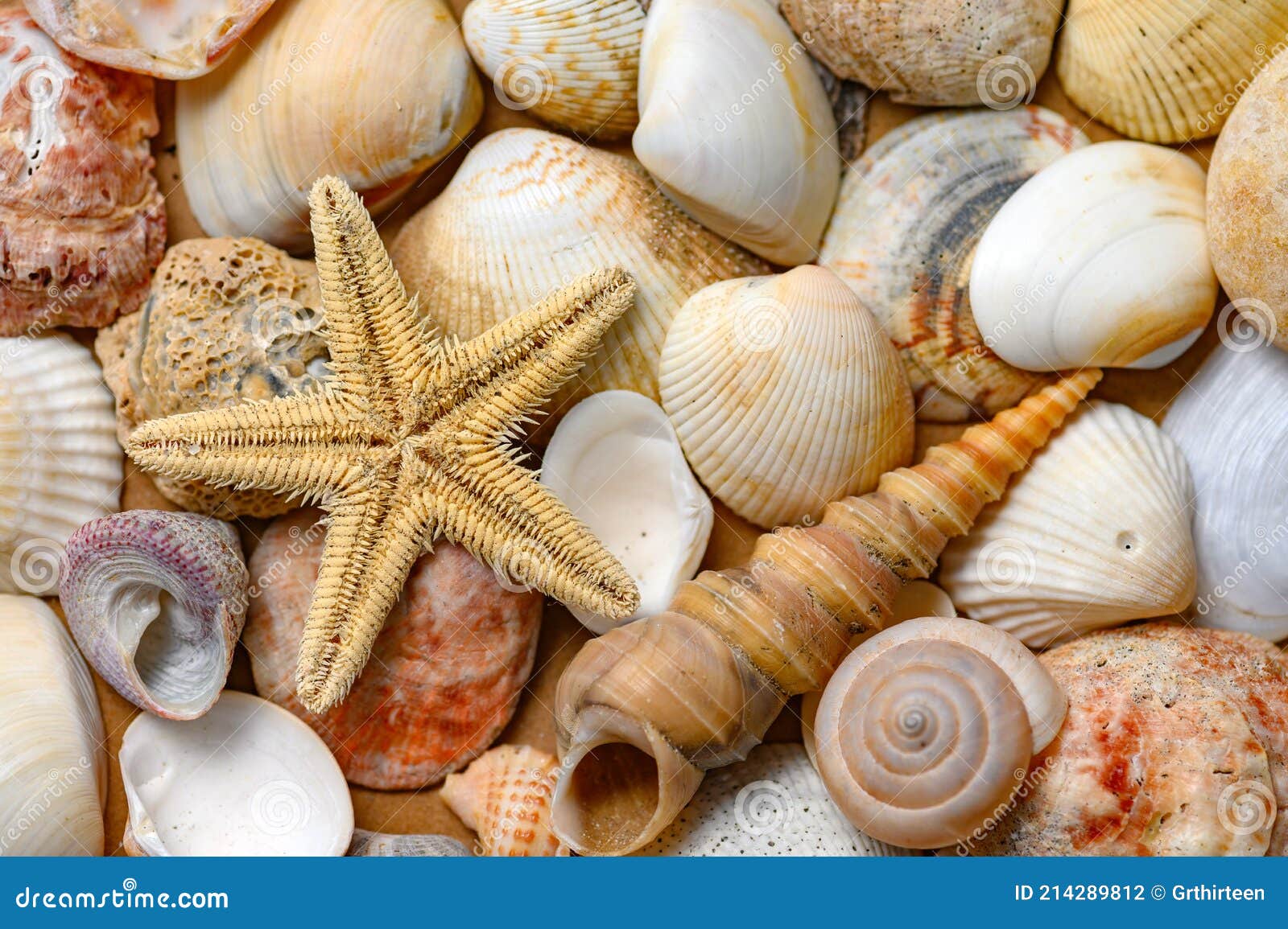 Seashells of Various Shapes and Types. Background Stock Photo - Image ...