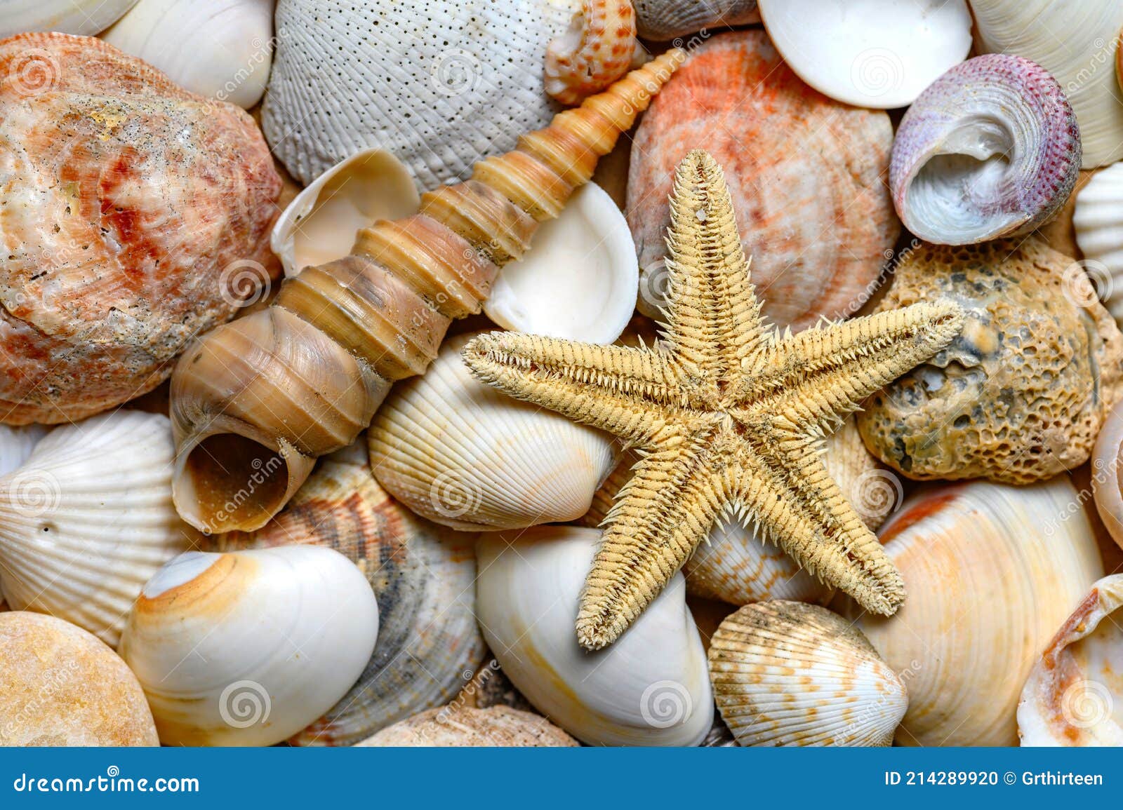 Seashells of Various Shapes and Types. Background Stock Photo - Image ...
