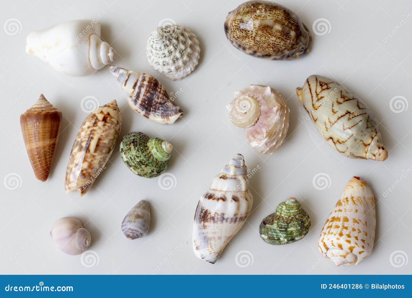 Seashells of Various Shapes and Types on White Isolated Background ...