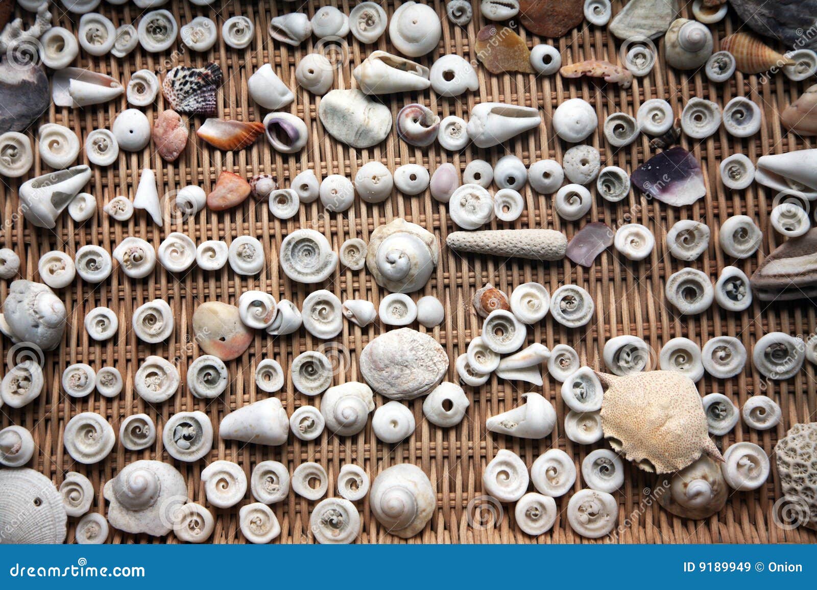 Seashells in various sizes stock image. Image of exotic - 9189949