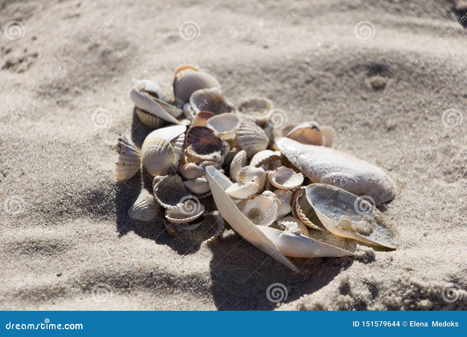 Types Whelk Shell Stock Photos - Free & Royalty-Free Stock Photos from ...