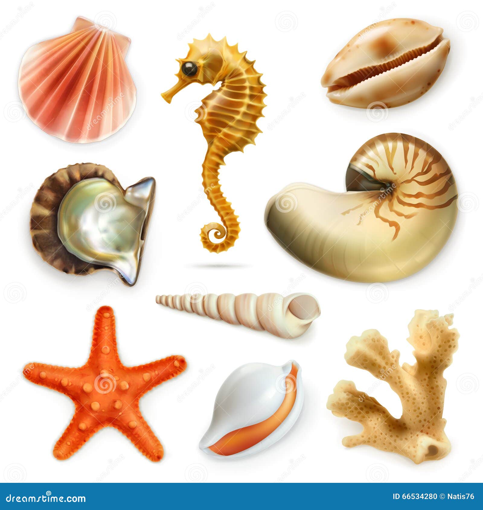 Seashells, vector icon set stock vector. Illustration of pompilius ...
