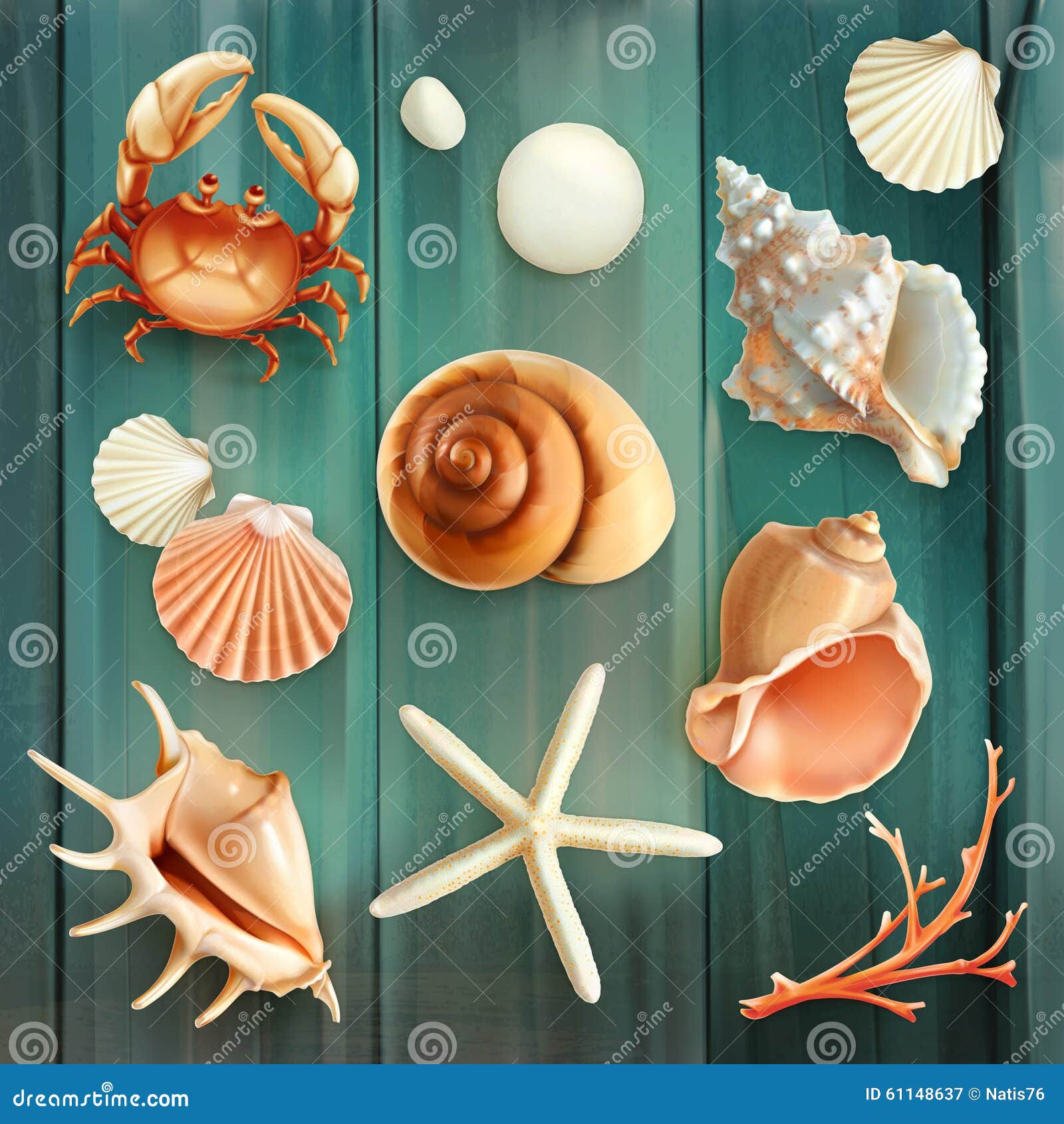 Seashells Vector Set. Hand Drawn Illustrations. | CartoonDealer.com ...
