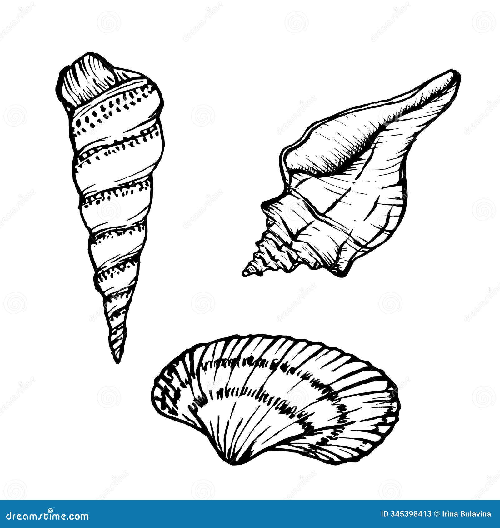 Seashells Vector Illustration Collection. Underwater Shells on Outline ...